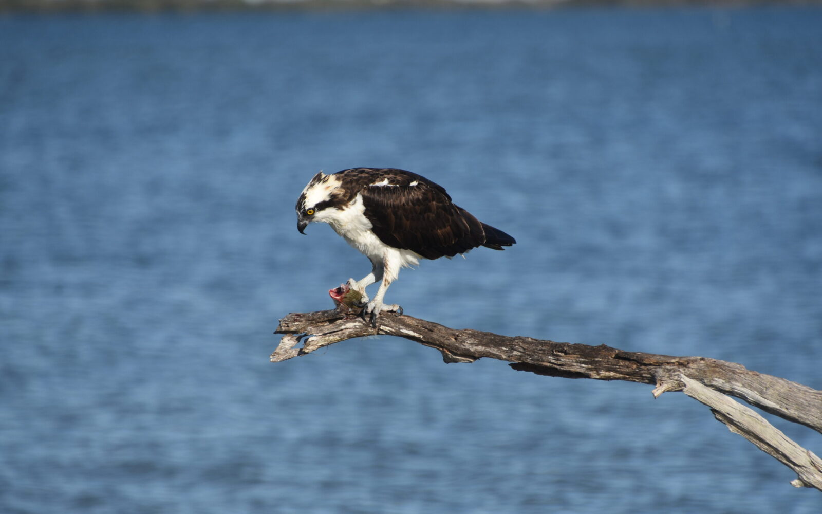 Hawkwatching - Roanoke Valley Bird Club