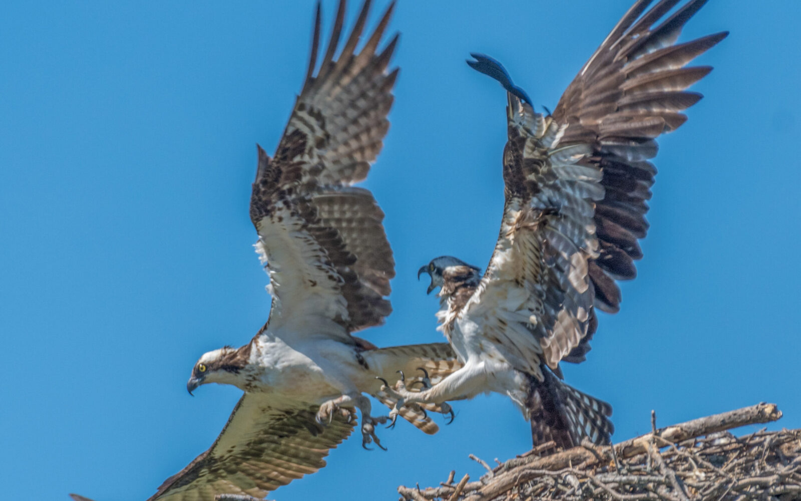 Hawkwatching - Roanoke Valley Bird Club